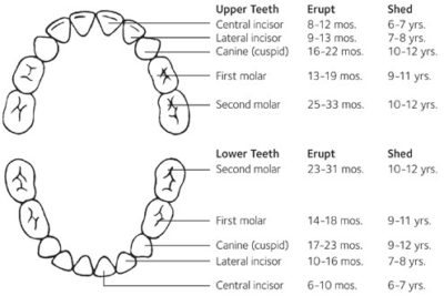Eruption Patterns – Pediatric Dental Blog